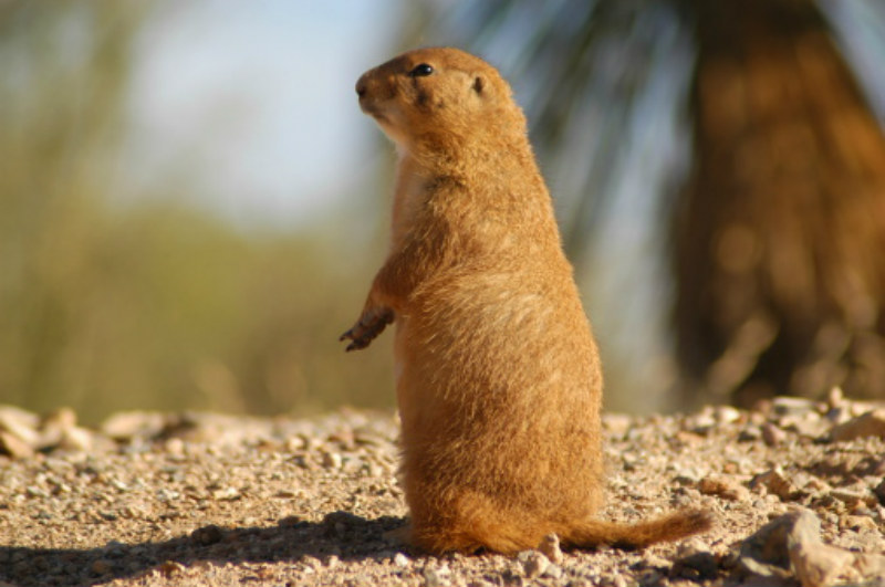 How Many Days Did Phil Relive Groundhog Day Gaidns
